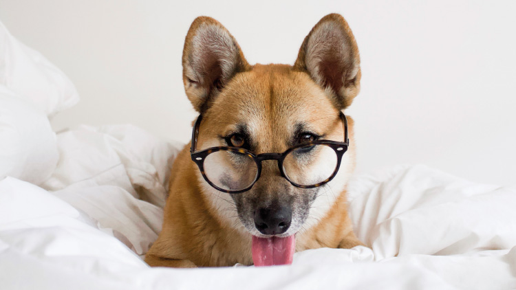 4 datos sobre la visión de los perros que probablemente no conozcas ...